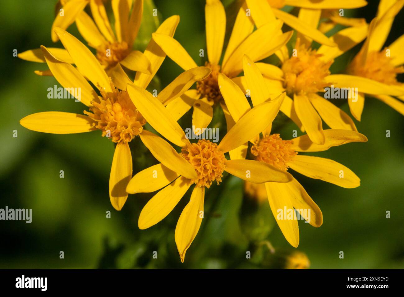 Arrowleaf Senecio (Senecio triangularis) Plantae Stock Photo - Alamy