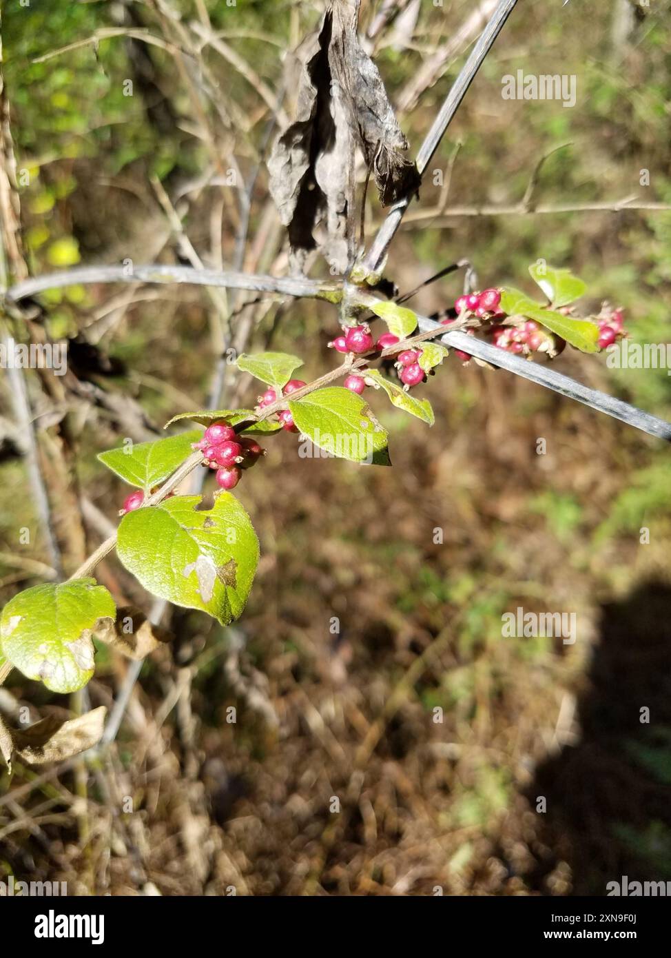 coralberry (Symphoricarpos orbiculatus) Plantae Stock Photo - Alamy