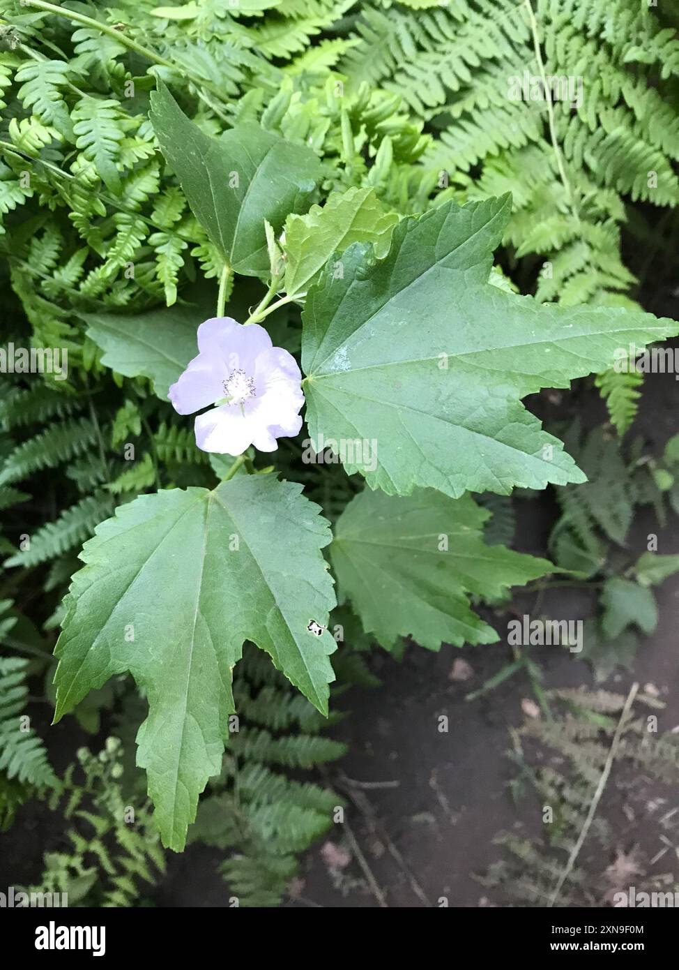streambank wild hollyhock (Iliamna rivularis) Plantae Stock Photo - Alamy