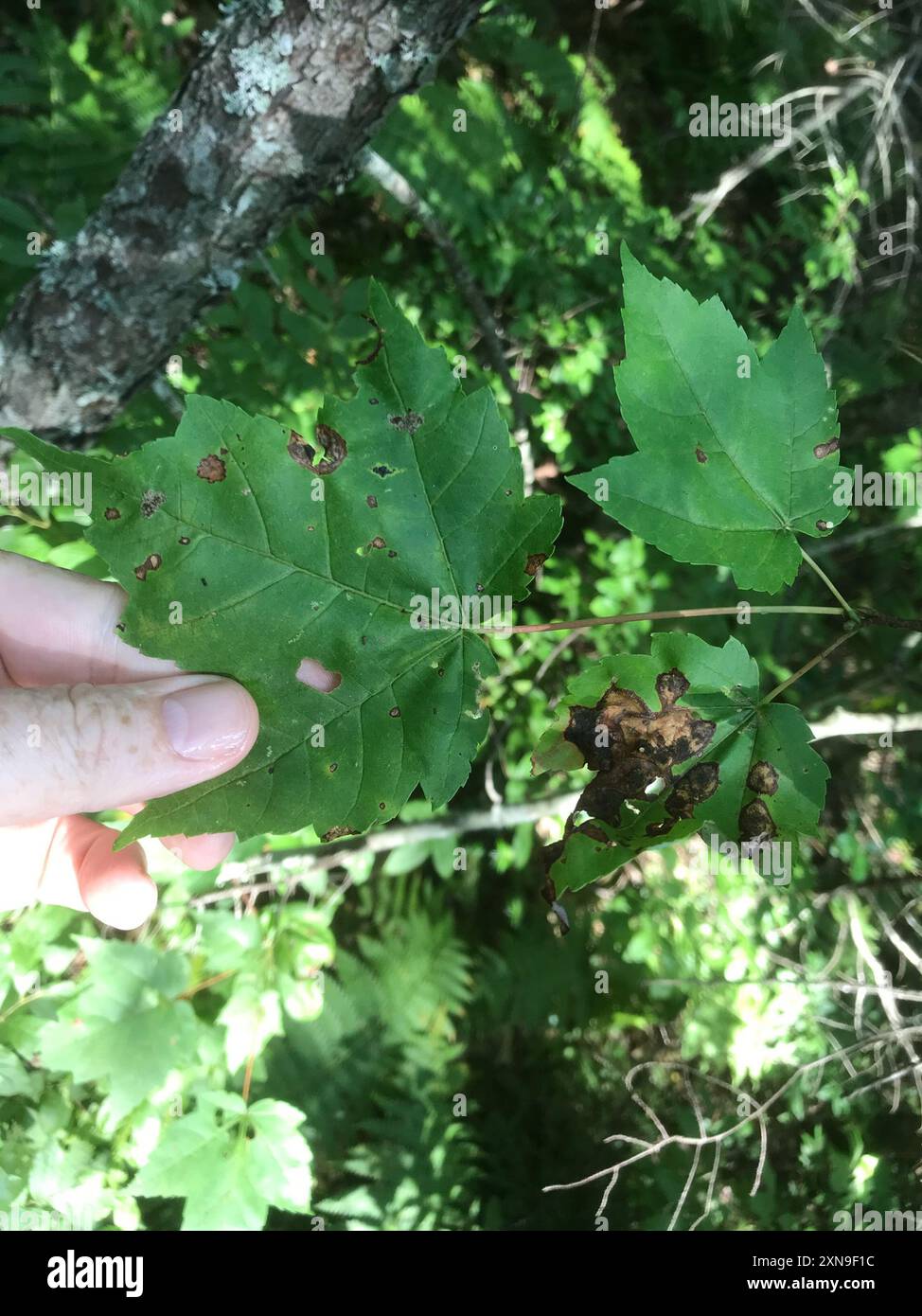red maple (Acer rubrum) Plantae Stock Photo - Alamy