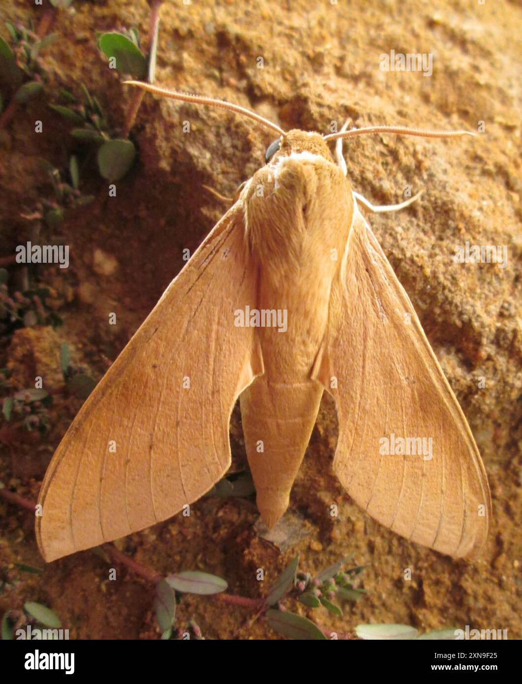 Cape Hawk (Theretra capensis) Insecta Stock Photo - Alamy