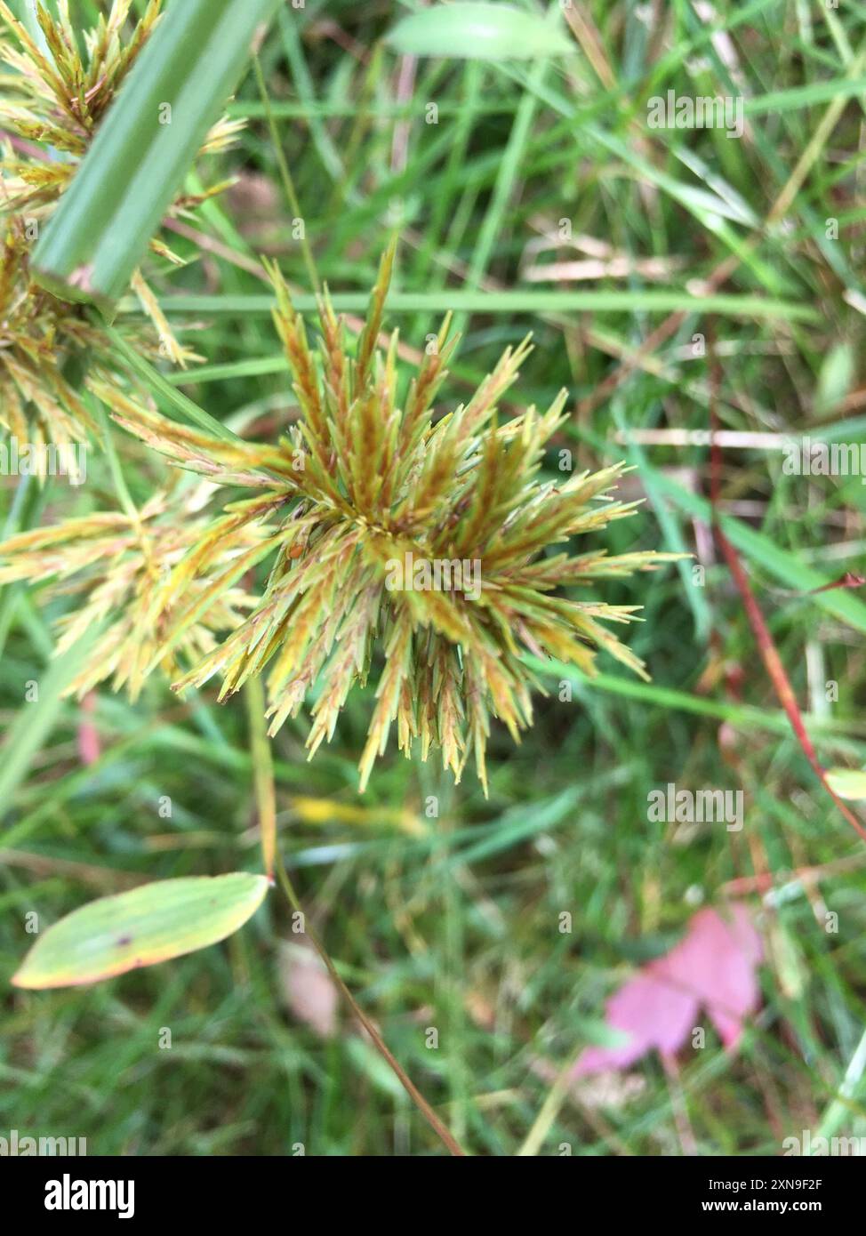 straw-colored flatsedge (Cyperus strigosus) Plantae Stock Photo - Alamy