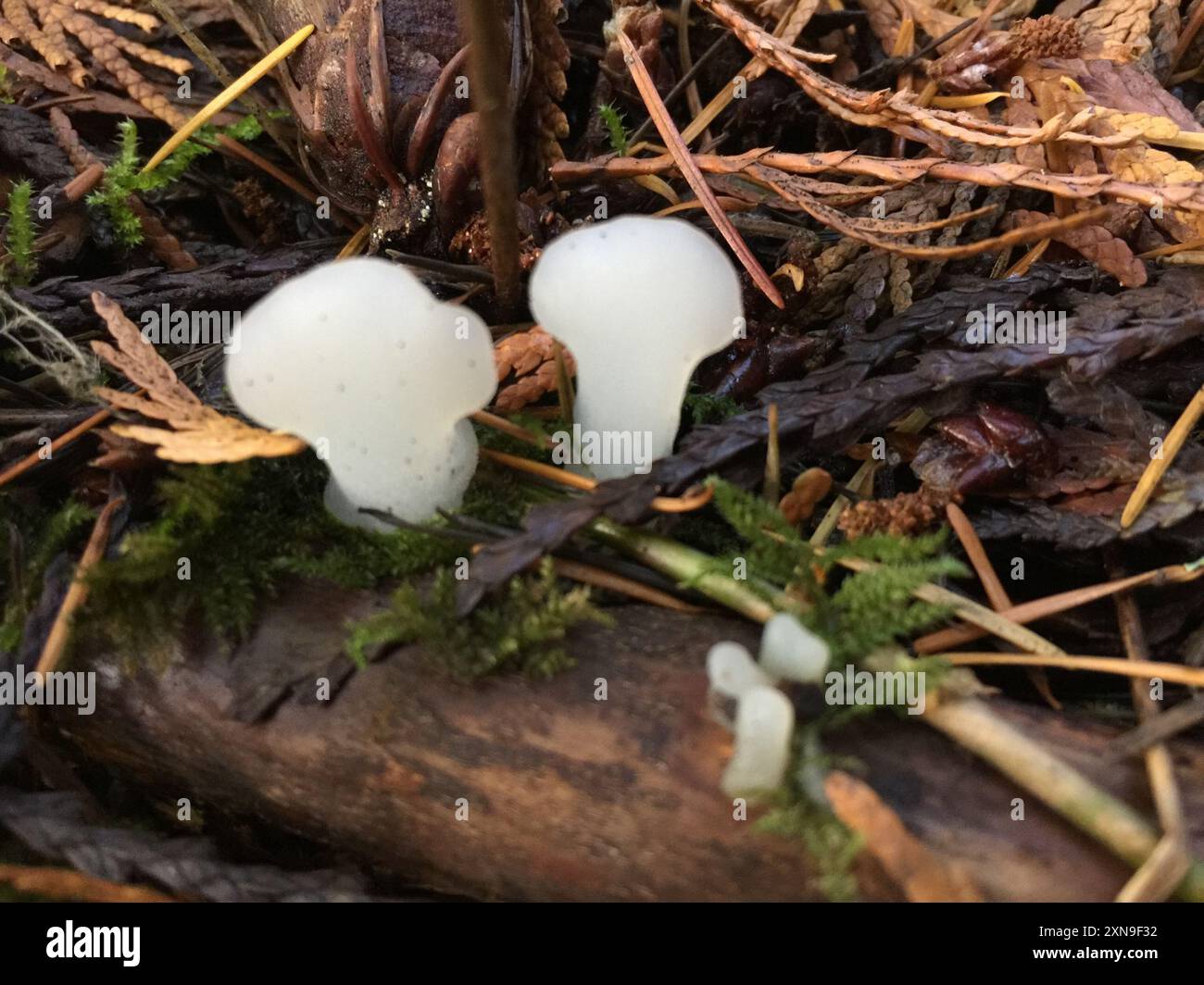 Toothed Jelly Fungus (Pseudohydnum gelatinosum) Fungi Stock Photo - Alamy