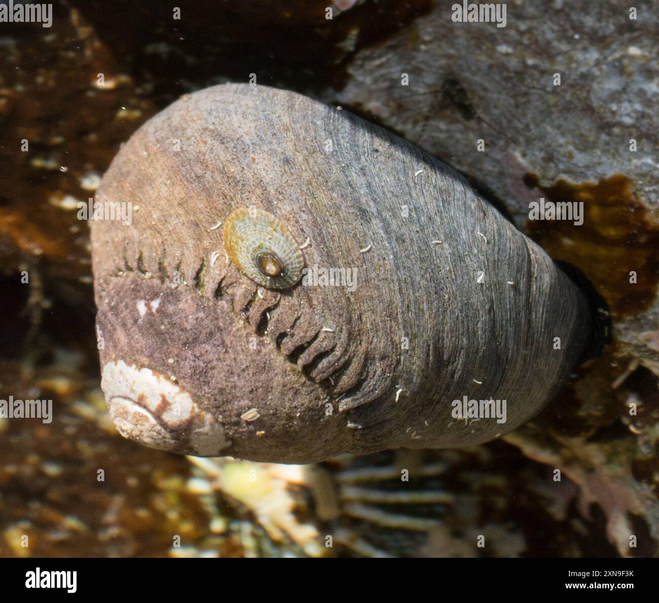 Gastropods (Gastropoda) Mollusca Stock Photo - Alamy