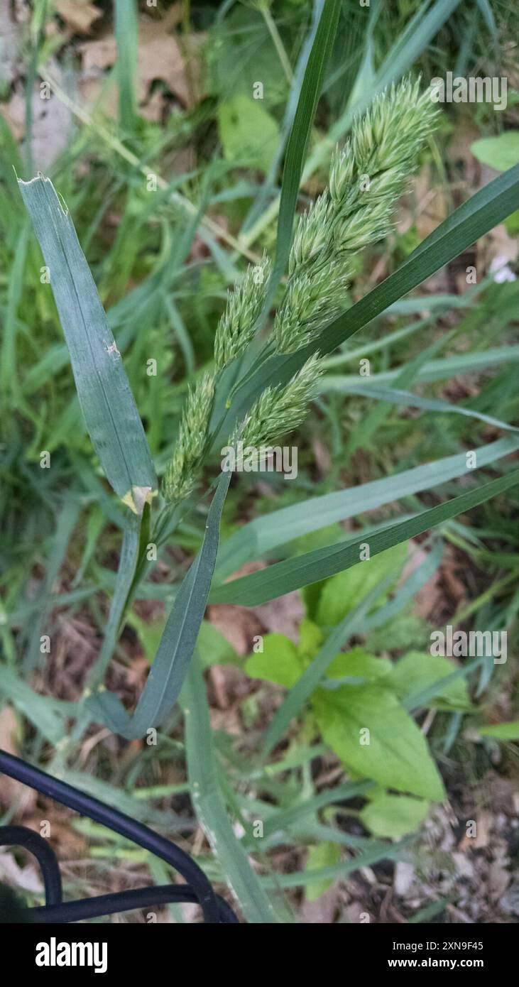 grasses (Poaceae) Plantae Stock Photo - Alamy