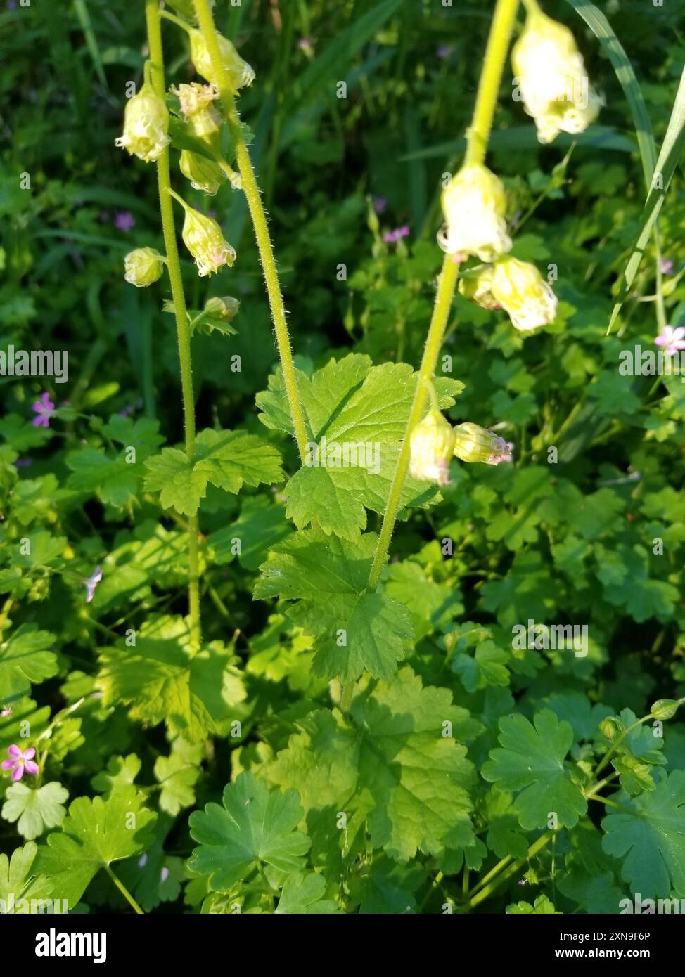 fringe cups (Tellima grandiflora) Plantae Stock Photo - Alamy