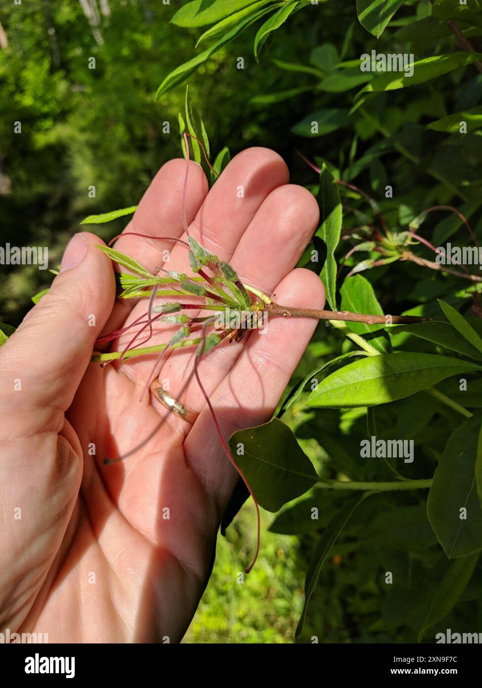 Pinxter Flower (Rhododendron periclymenoides) Plantae Stock Photo - Alamy