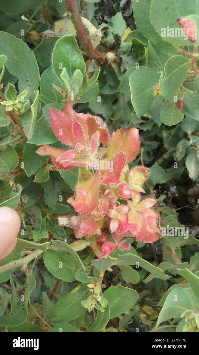 Exobasidium hi-res stock photography and images - Alamy