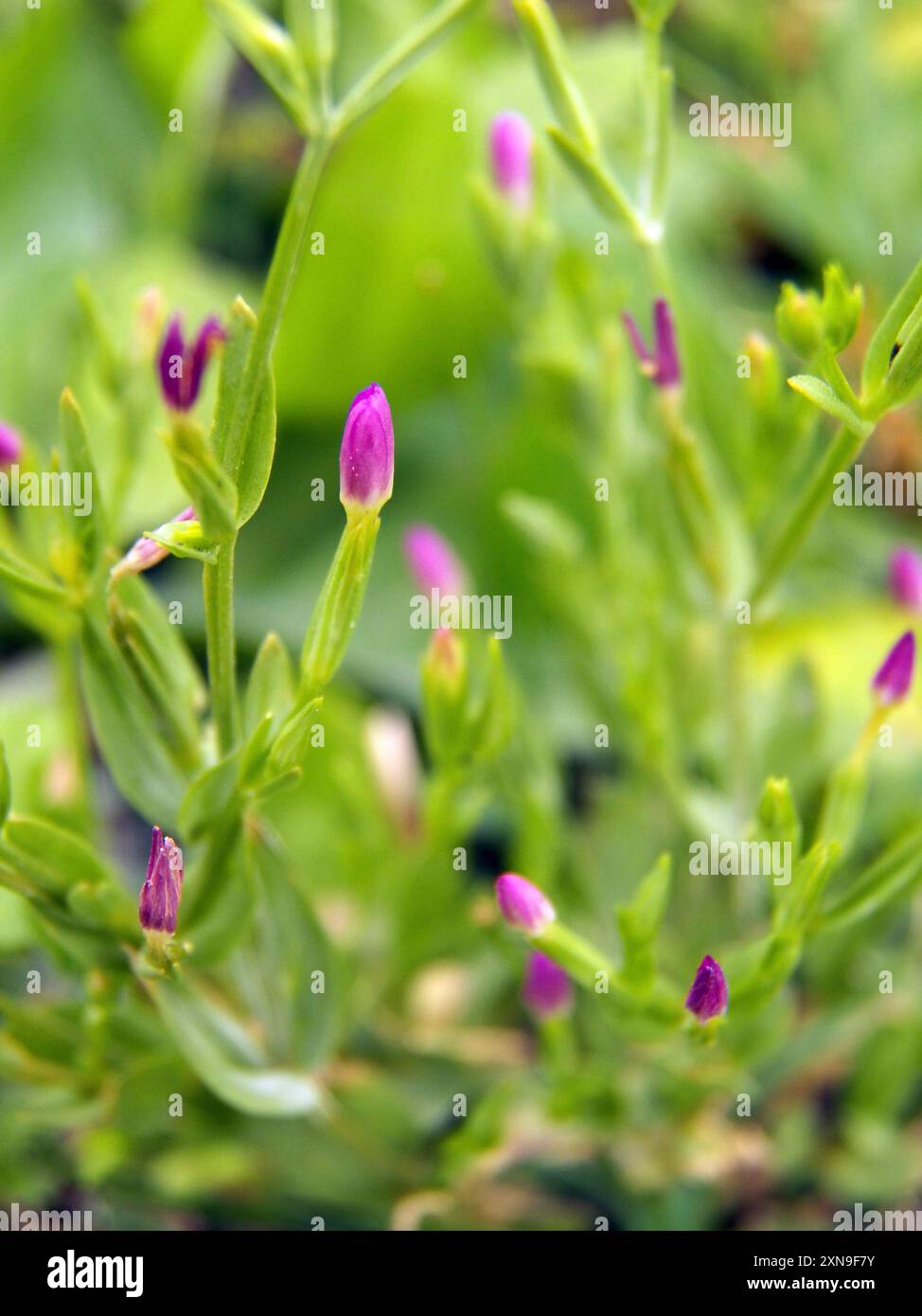 Lesser Centaury (Centaurium pulchellum) Plantae Stock Photo - Alamy