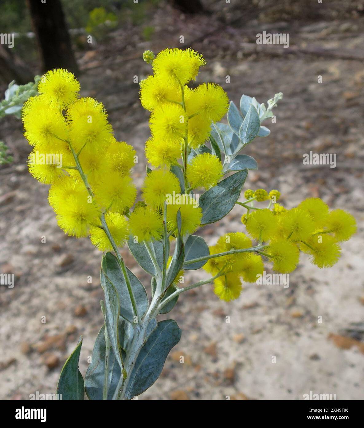 Queensland silver wattle (Acacia podalyriifolia) Plantae Stock Photo ...