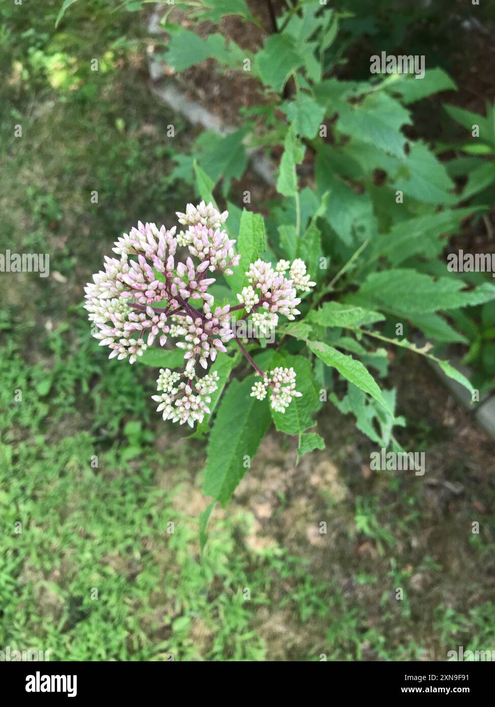 Joe-Pye weeds (Eutrochium) Plantae Stock Photo - Alamy