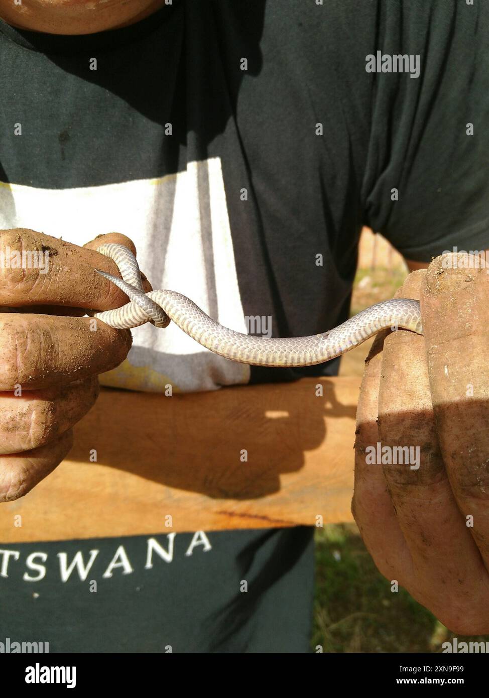 Northern Ground Snake (Atractus nicefori) Reptilia Stock Photo - Alamy