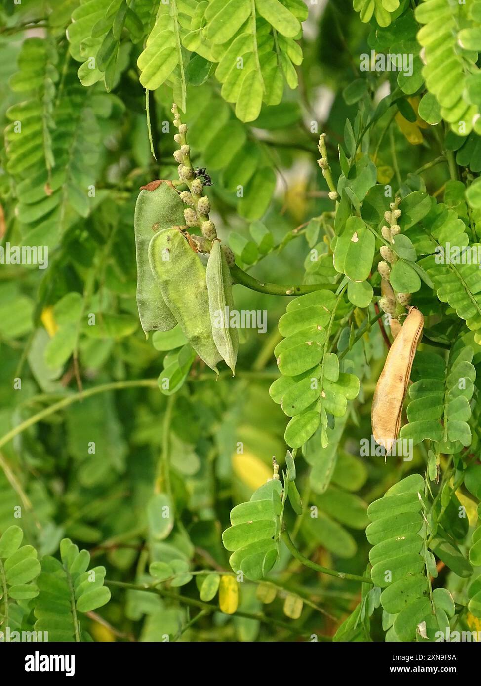 rosary pea (Abrus precatorius) Plantae Stock Photo - Alamy