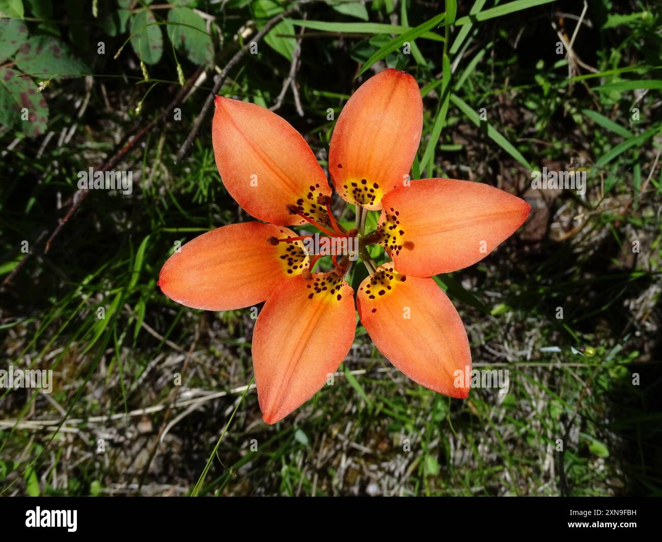 Wood Lily (Lilium philadelphicum) Plantae Stock Photo - Alamy