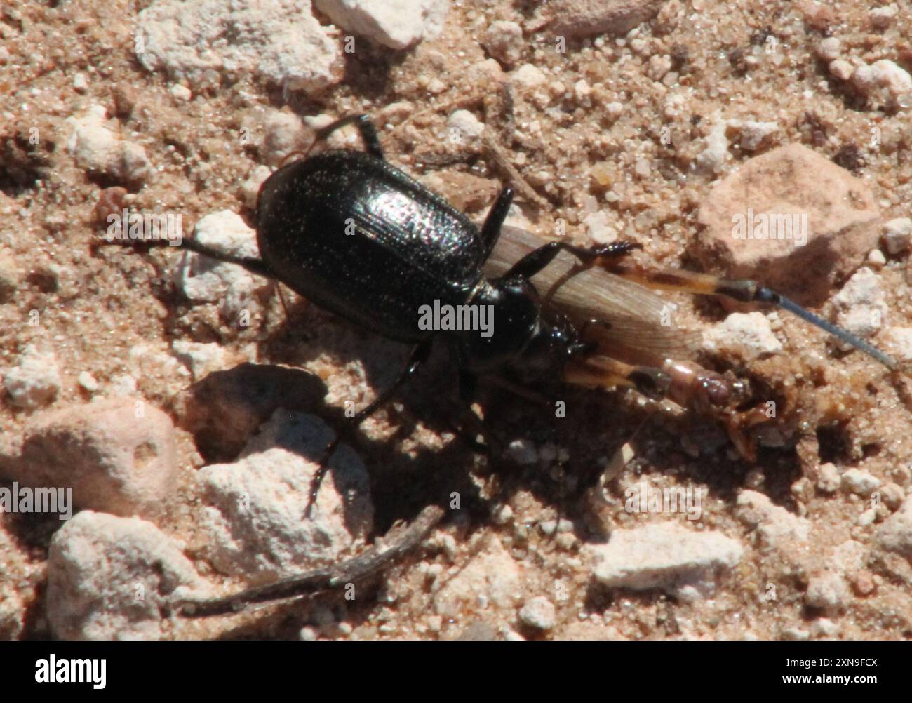 Caterpillar-hunter Beetles (Calosoma) Insecta Stock Photo - Alamy