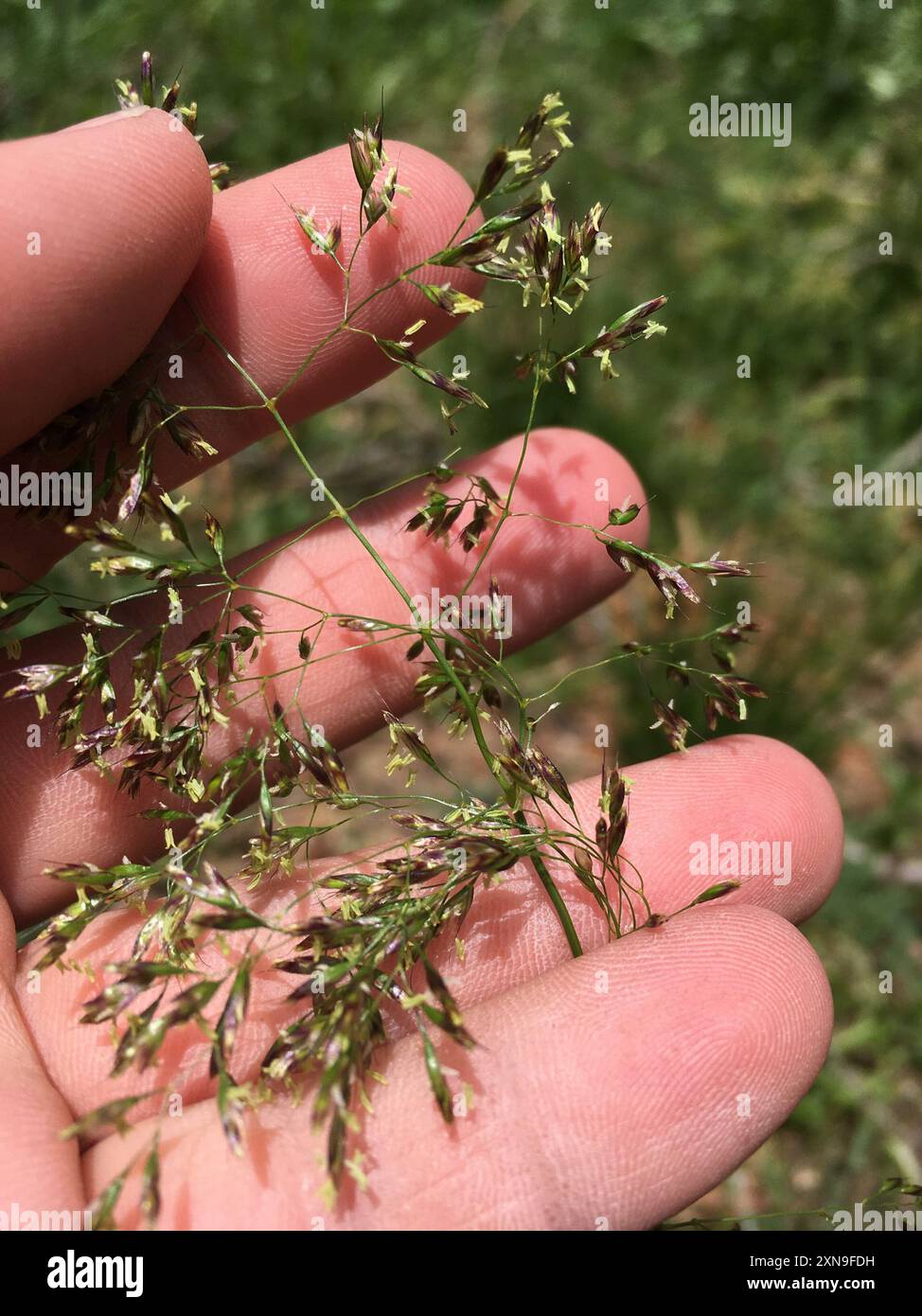 tufted hair grass (Deschampsia cespitosa) Plantae Stock Photo - Alamy