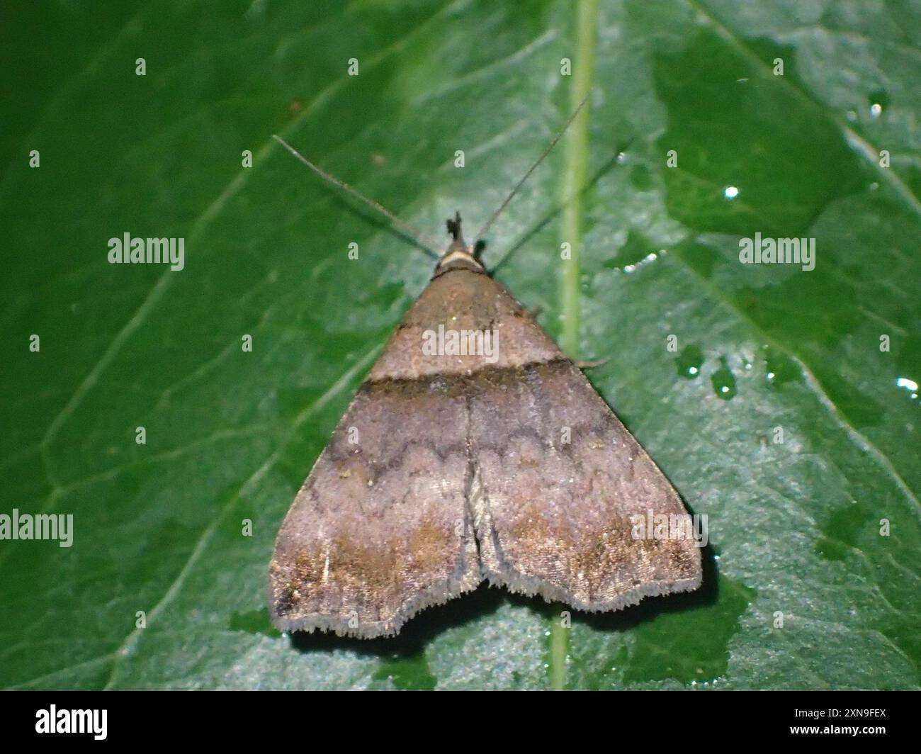 Ambiguous Moth (Lascoria ambigualis) Insecta Stock Photo - Alamy