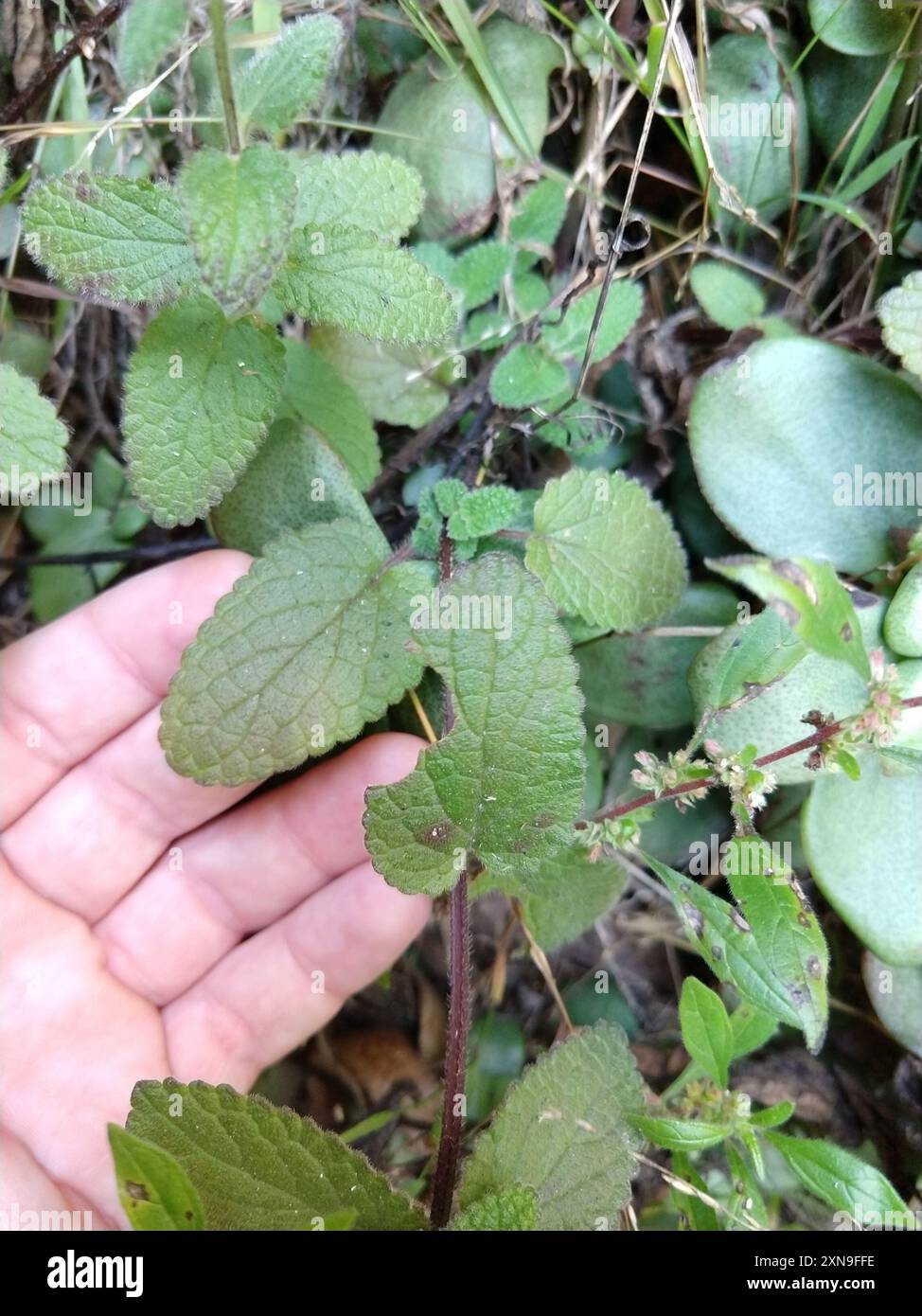 (Stachys rigida quercetorum) Plantae Stock Photo - Alamy