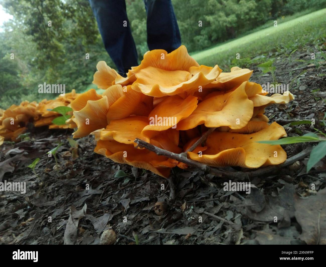 Eastern American jack-o'-lantern (Omphalotus illudens) Fungi Stock ...