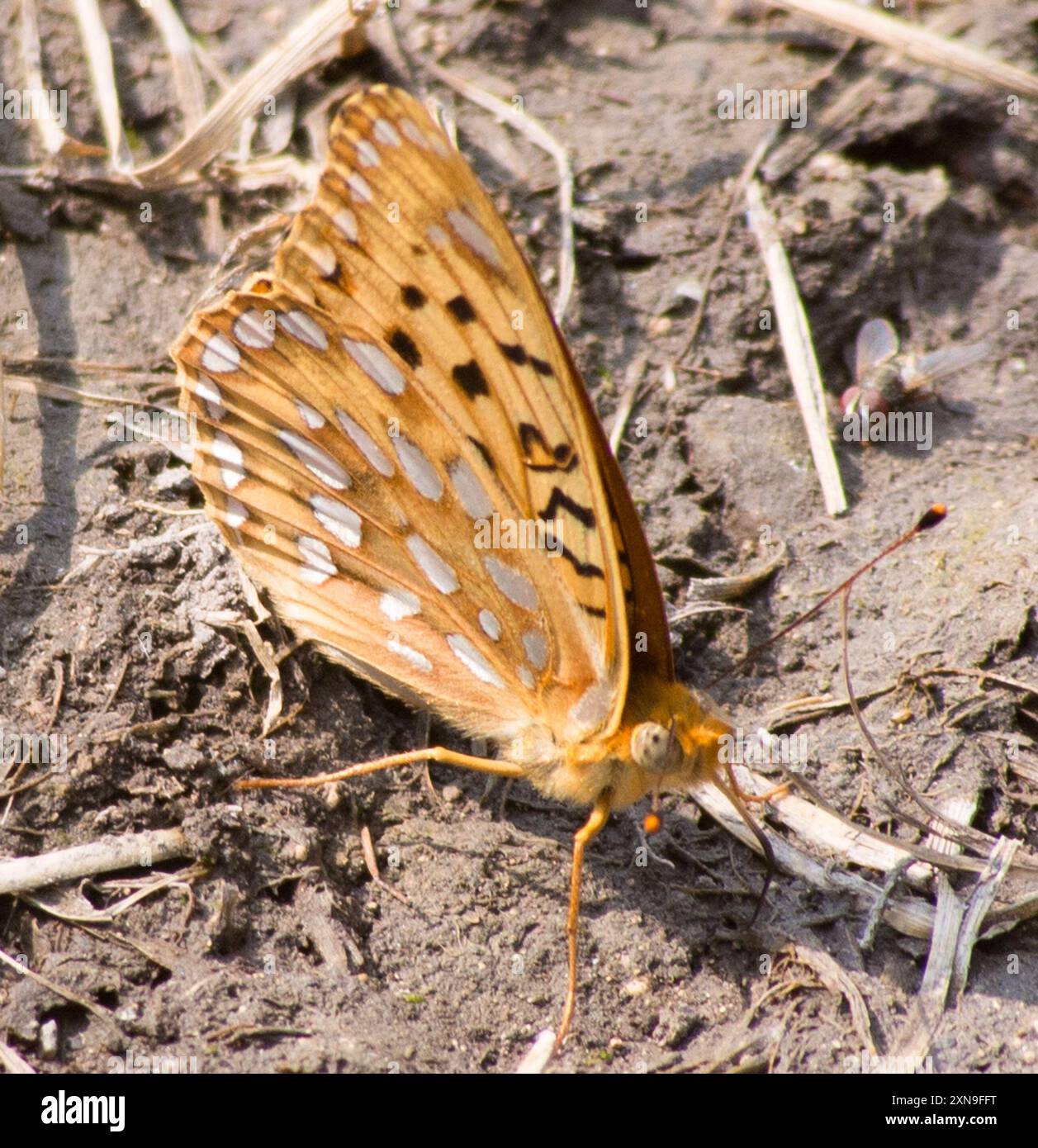 Coronis Fritillary (Argynnis coronis) Insecta Stock Photo - Alamy
