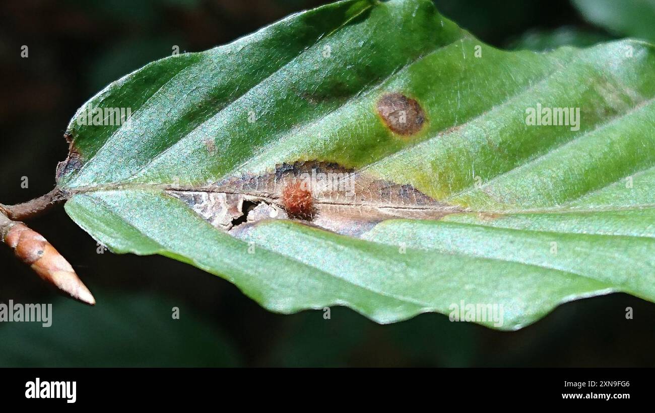 Hairy beech gall hi-res stock photography and images - Alamy