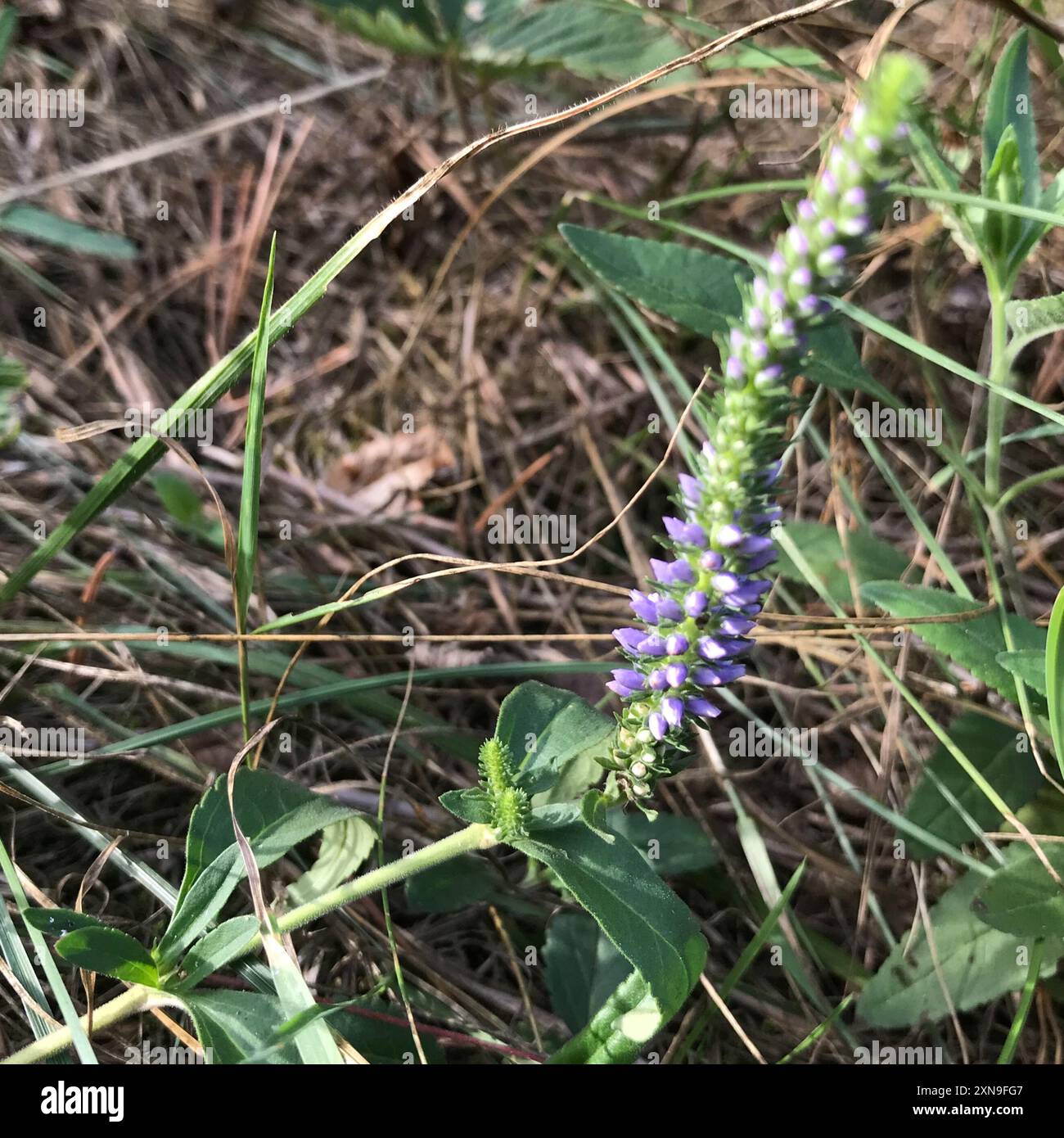 Spiked Speedwell (Veronica spicata) Plantae Stock Photo - Alamy
