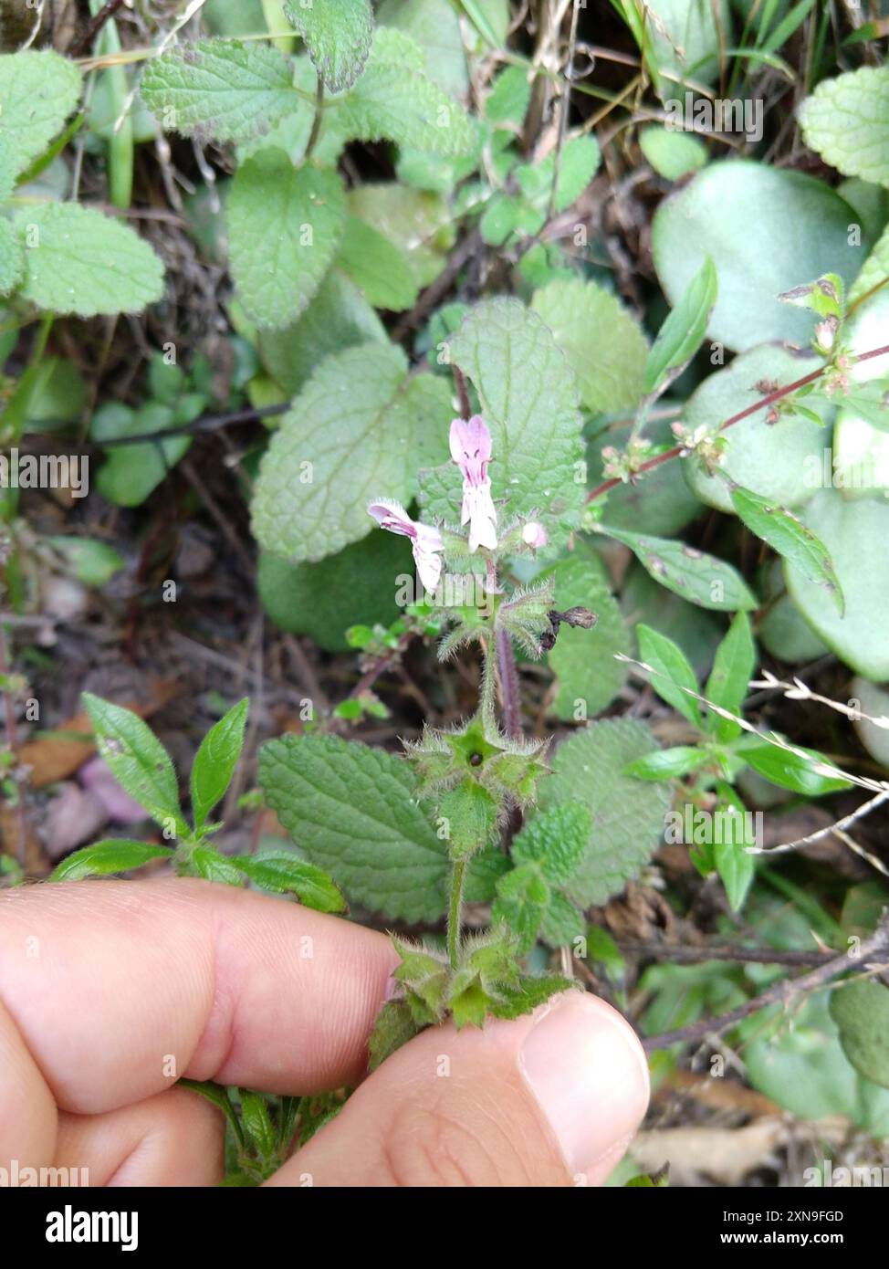 (Stachys rigida quercetorum) Plantae Stock Photo - Alamy