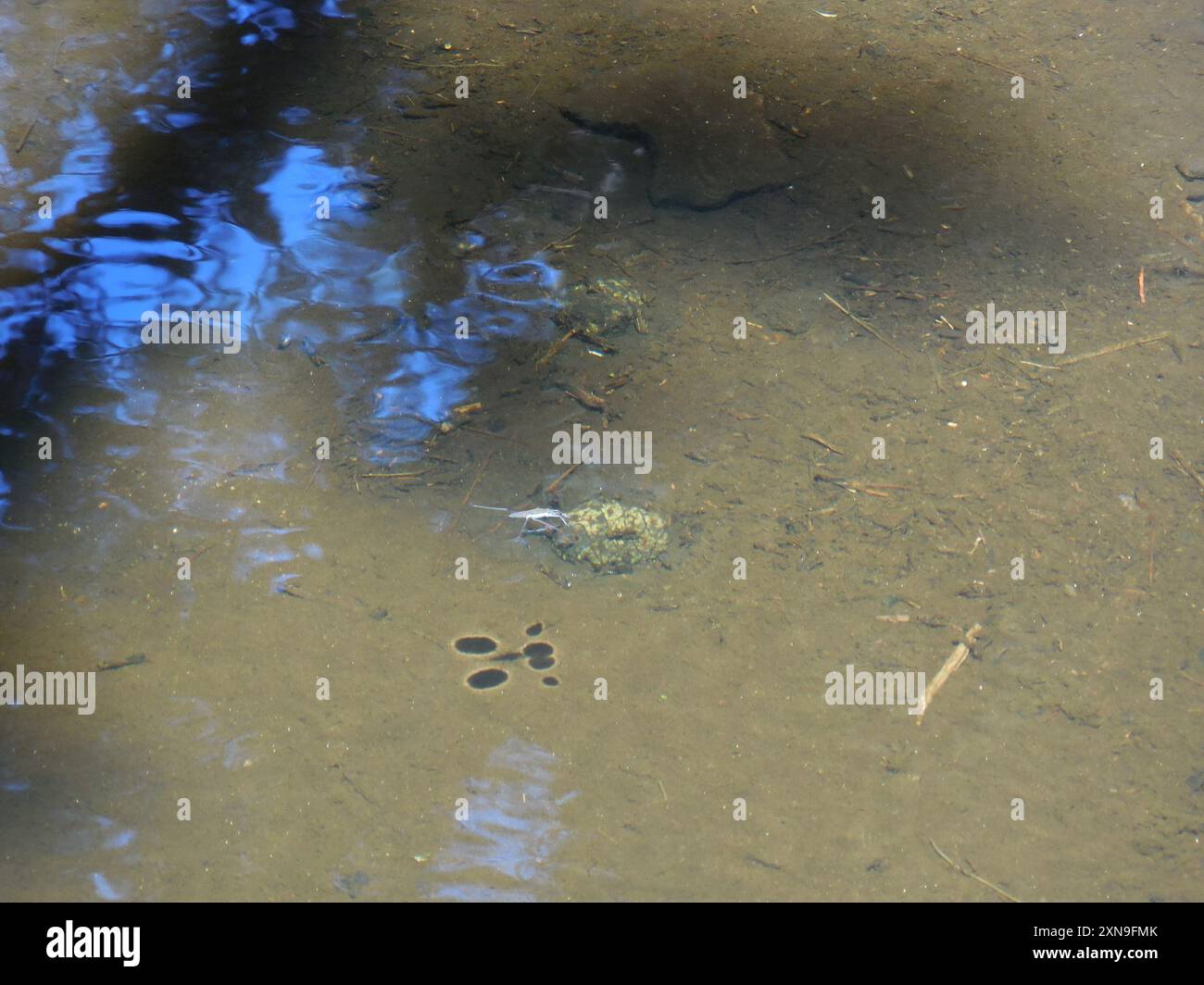 North American Common Water Strider (Aquarius remigis) Insecta Stock ...