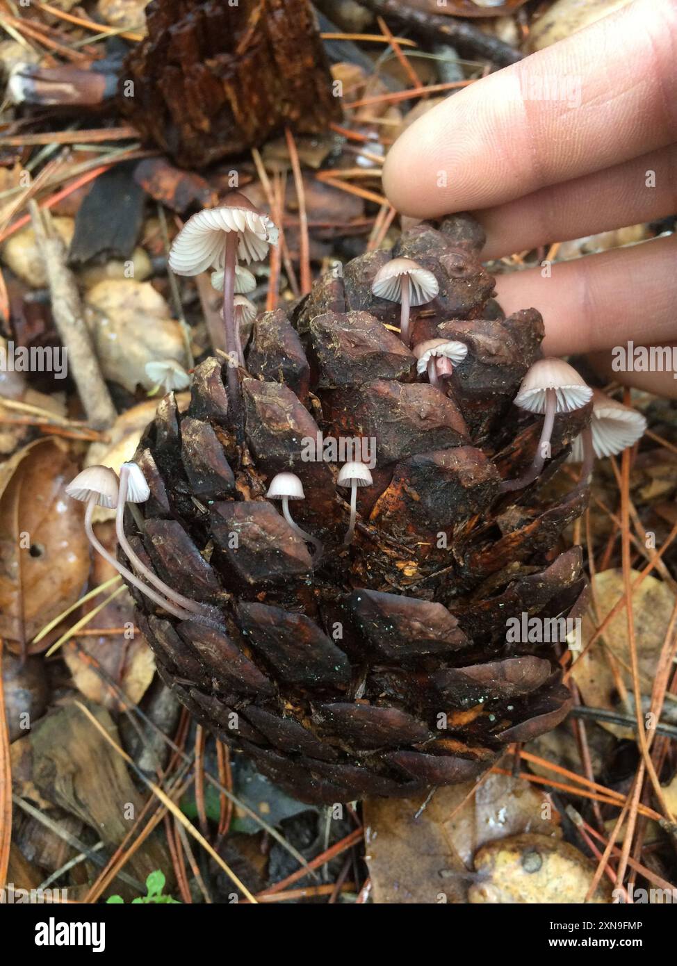 purple-edge bonnet (Mycena purpureofusca) Fungi Stock Photo - Alamy