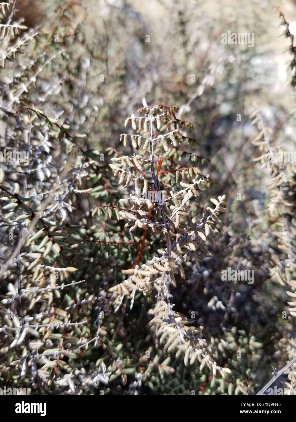 bird's foot cliffbrake (Pellaea mucronata) Plantae Stock Photo - Alamy