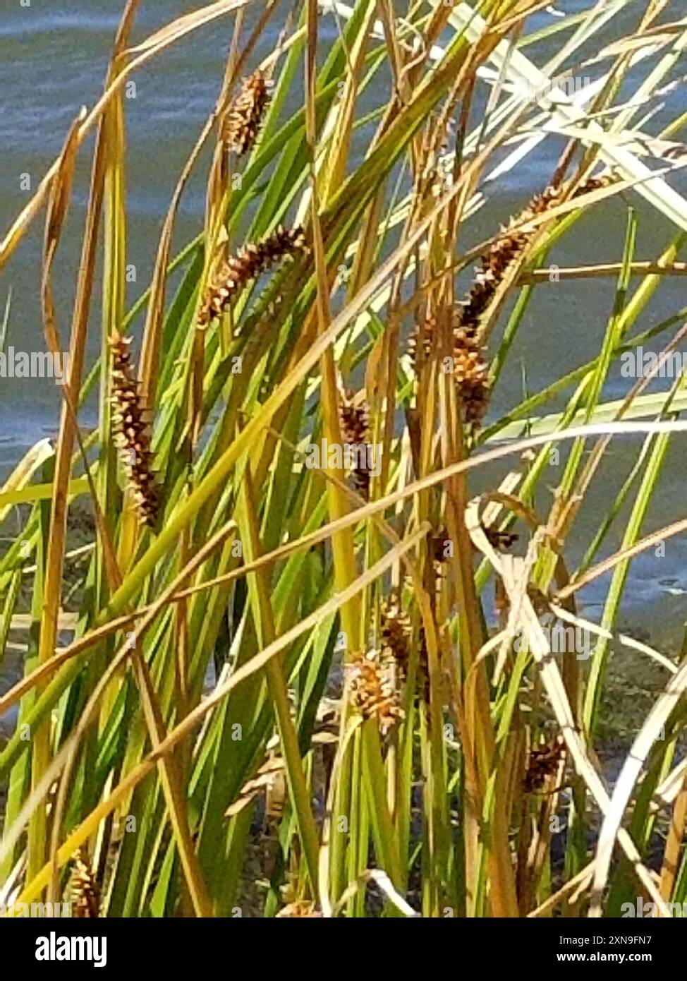 water sedge (Carex aquatilis) Plantae Stock Photo - Alamy