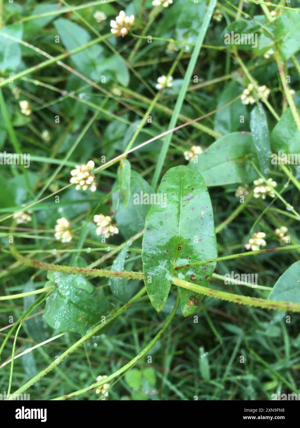 arrow-leaved tearthumb (Persicaria sagittata) Plantae Stock Photo - Alamy