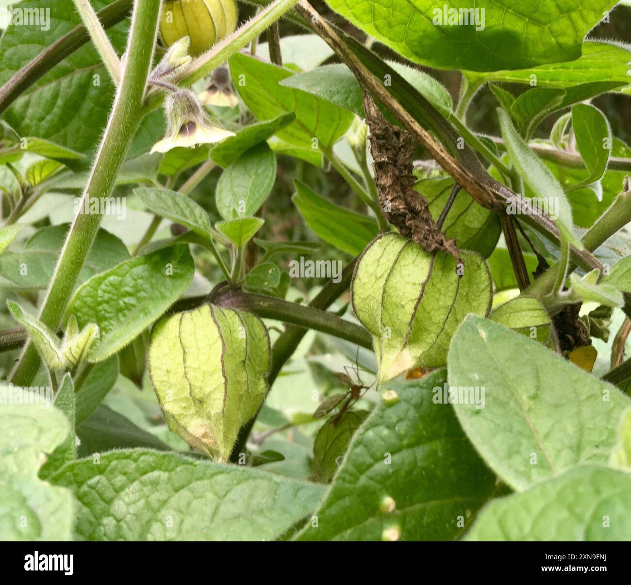 Cape gooseberry (Physalis peruviana) Plantae Stock Photo - Alamy