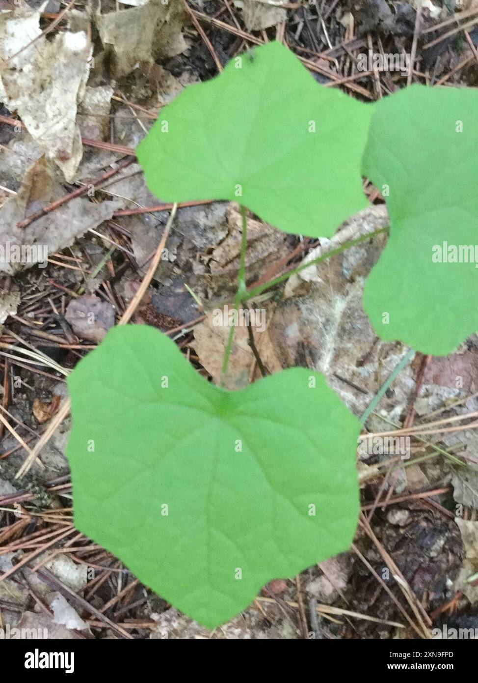 moonseed (Menispermum canadense) Plantae Stock Photo - Alamy