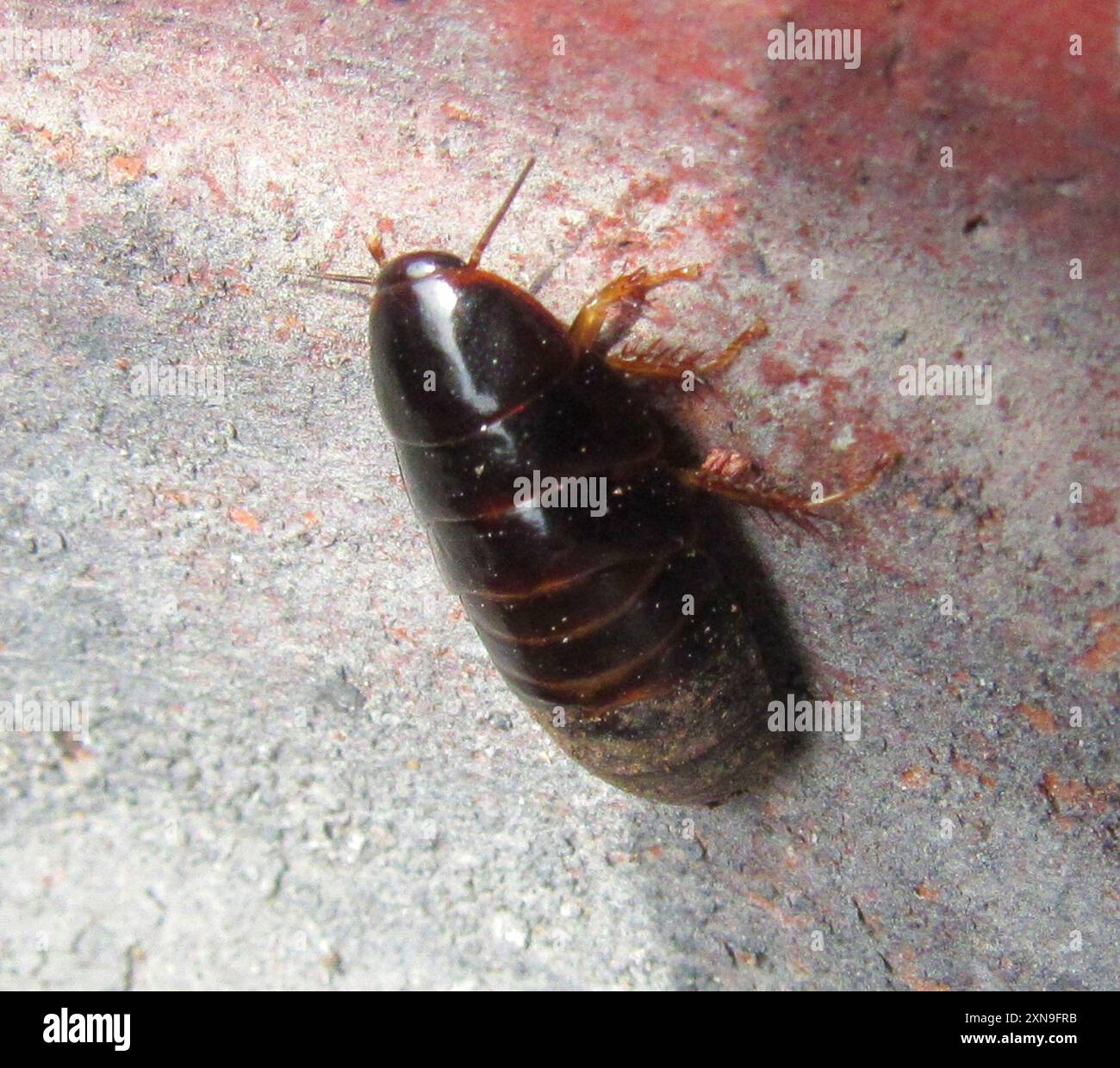 Giant Cockroaches (Blaberidae) Insecta Stock Photo - Alamy