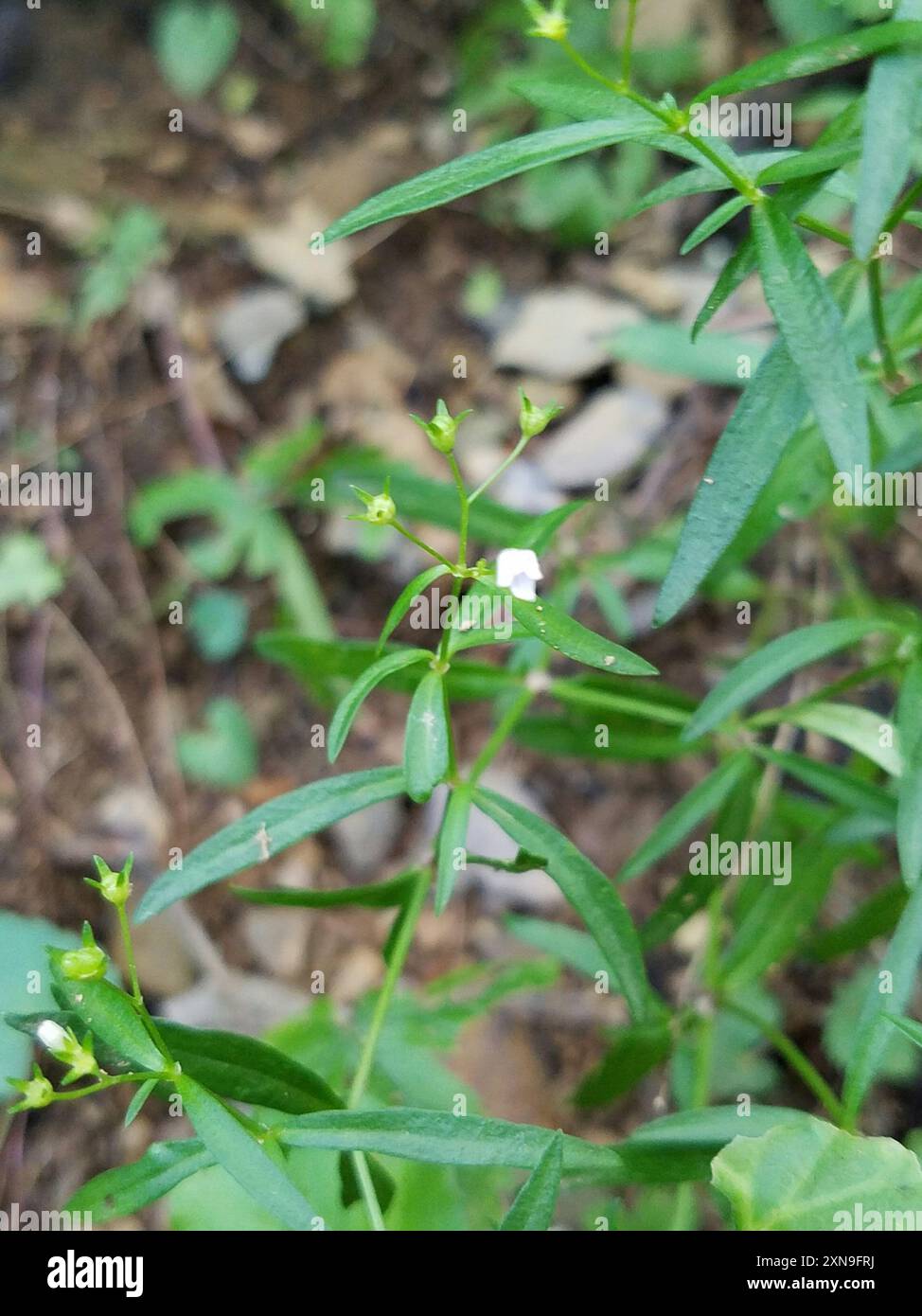 long-leaved bluets (Houstonia longifolia) Plantae Stock Photo - Alamy