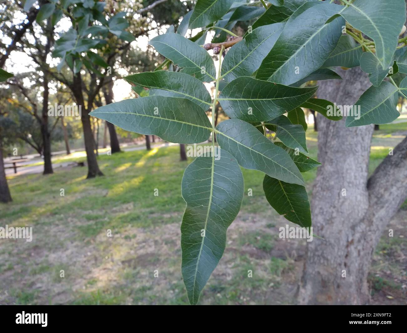 Mount Atlas mastic tree (Pistacia atlantica) Plantae Stock Photo - Alamy