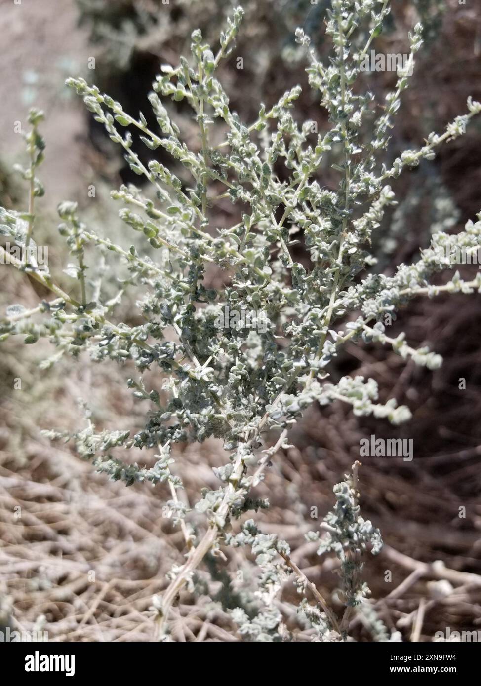 Cattle Saltbush (Atriplex polycarpa) Plantae Stock Photo - Alamy