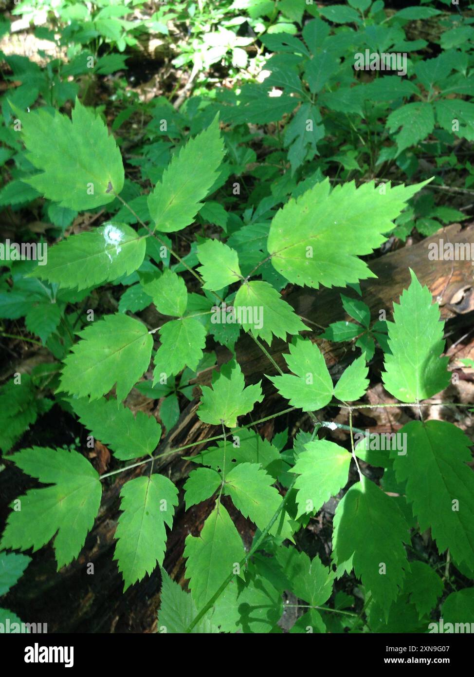 white baneberry (Actaea pachypoda) Plantae Stock Photo - Alamy