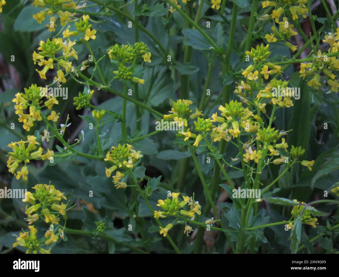 land cress (Barbarea verna) Plantae Stock Photo - Alamy