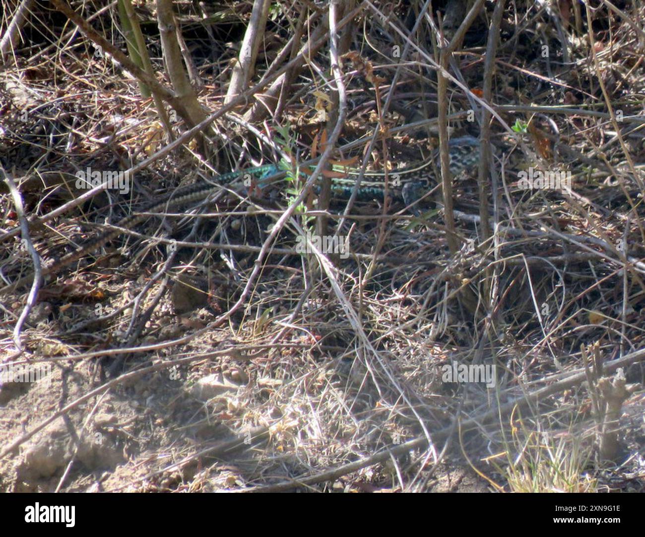 Teius teyou hi-res stock photography and images - Alamy