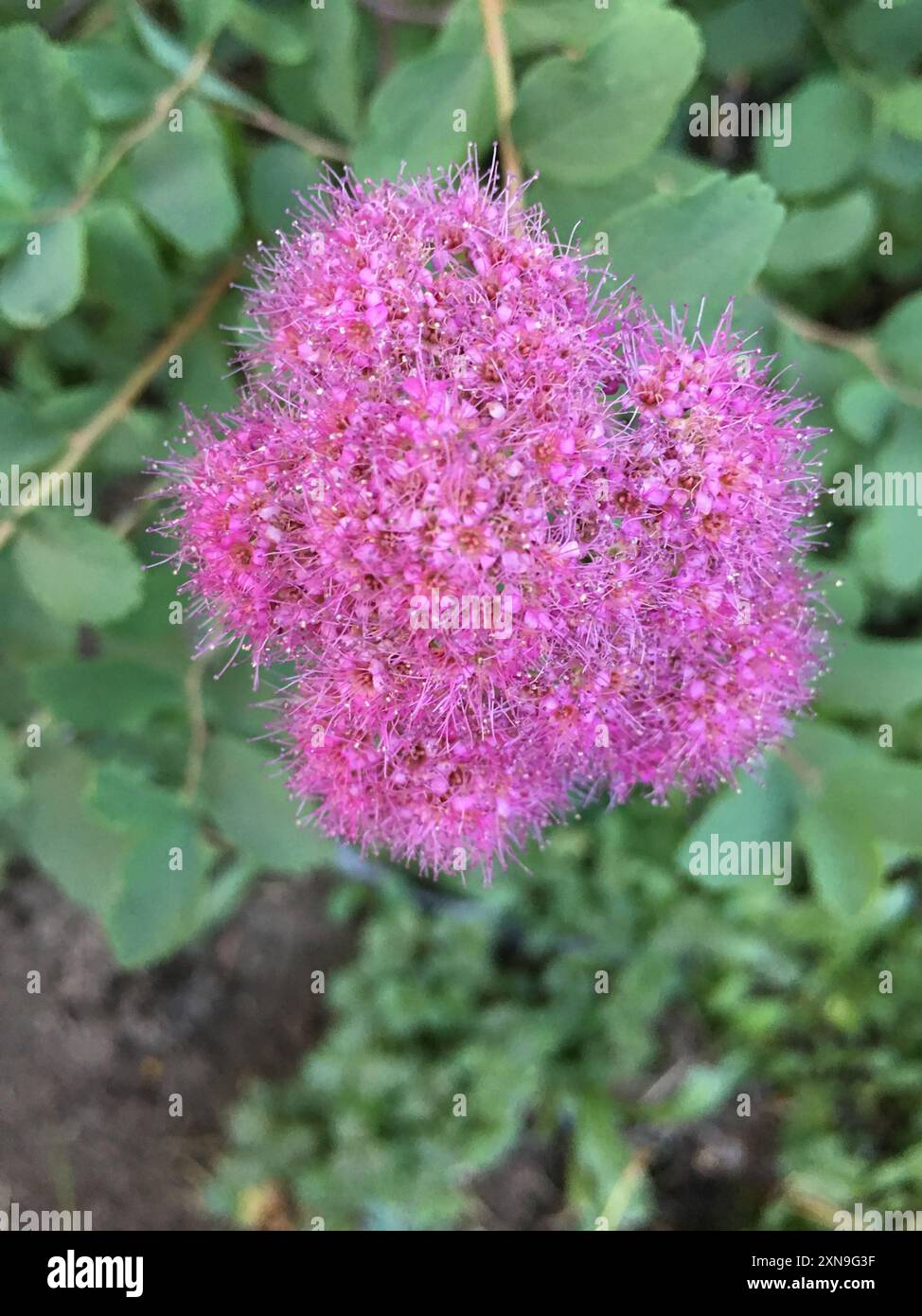 Mountain Spirea (Spiraea splendens) Plantae Stock Photo - Alamy