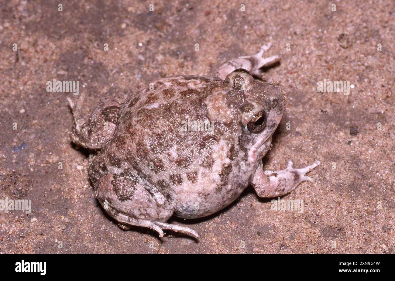 Confused Sand frog (Tomopterna adiastola) Amphibia Stock Photo - Alamy