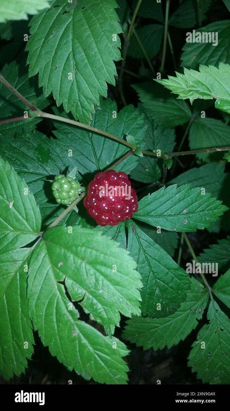 dwarf raspberry (Rubus pubescens) Plantae Stock Photo - Alamy