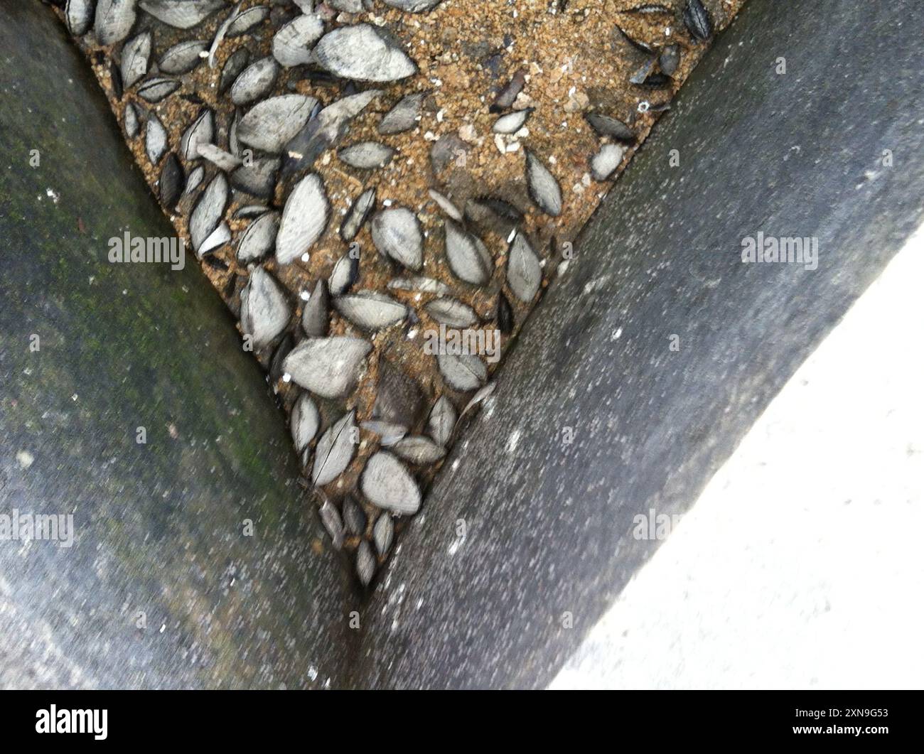 Atlantic Ribbed Mussel (Geukensia demissa) Mollusca Stock Photo - Alamy