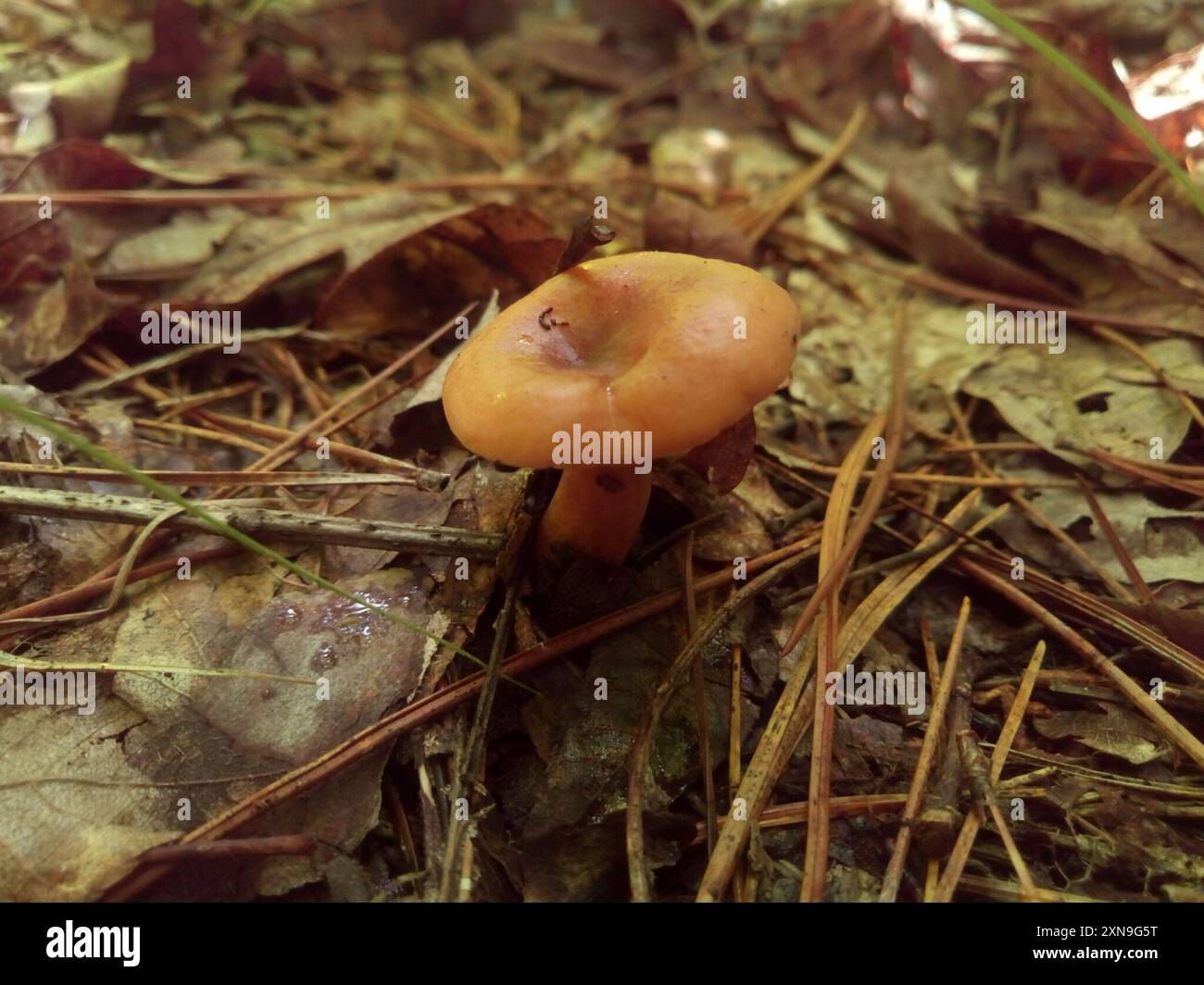 Common Milkcaps (Lactarius) Fungi Stock Photo - Alamy