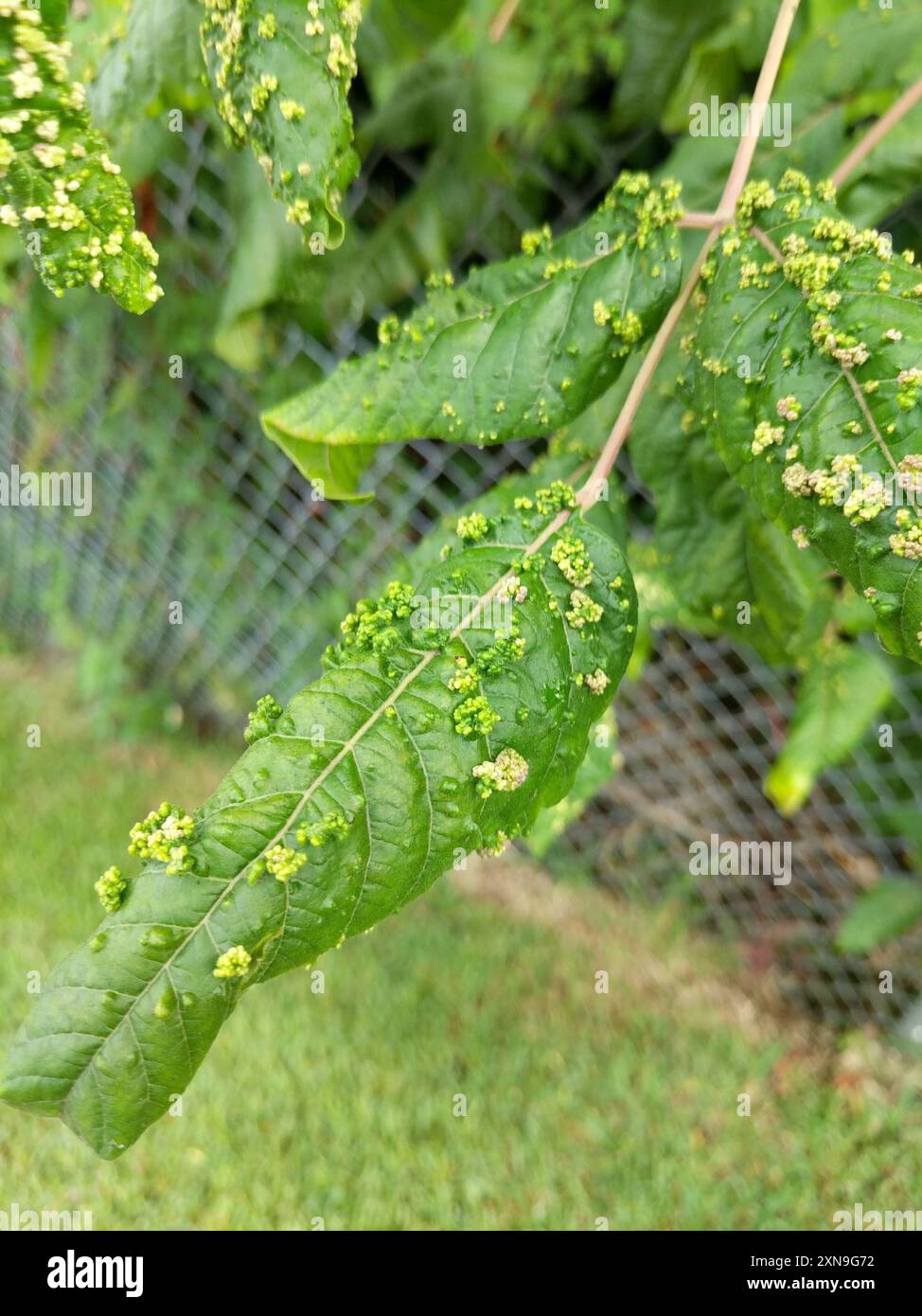 Poison Ivy Leaf Mite (Aculops rhois) Arachnida Stock Photo - Alamy