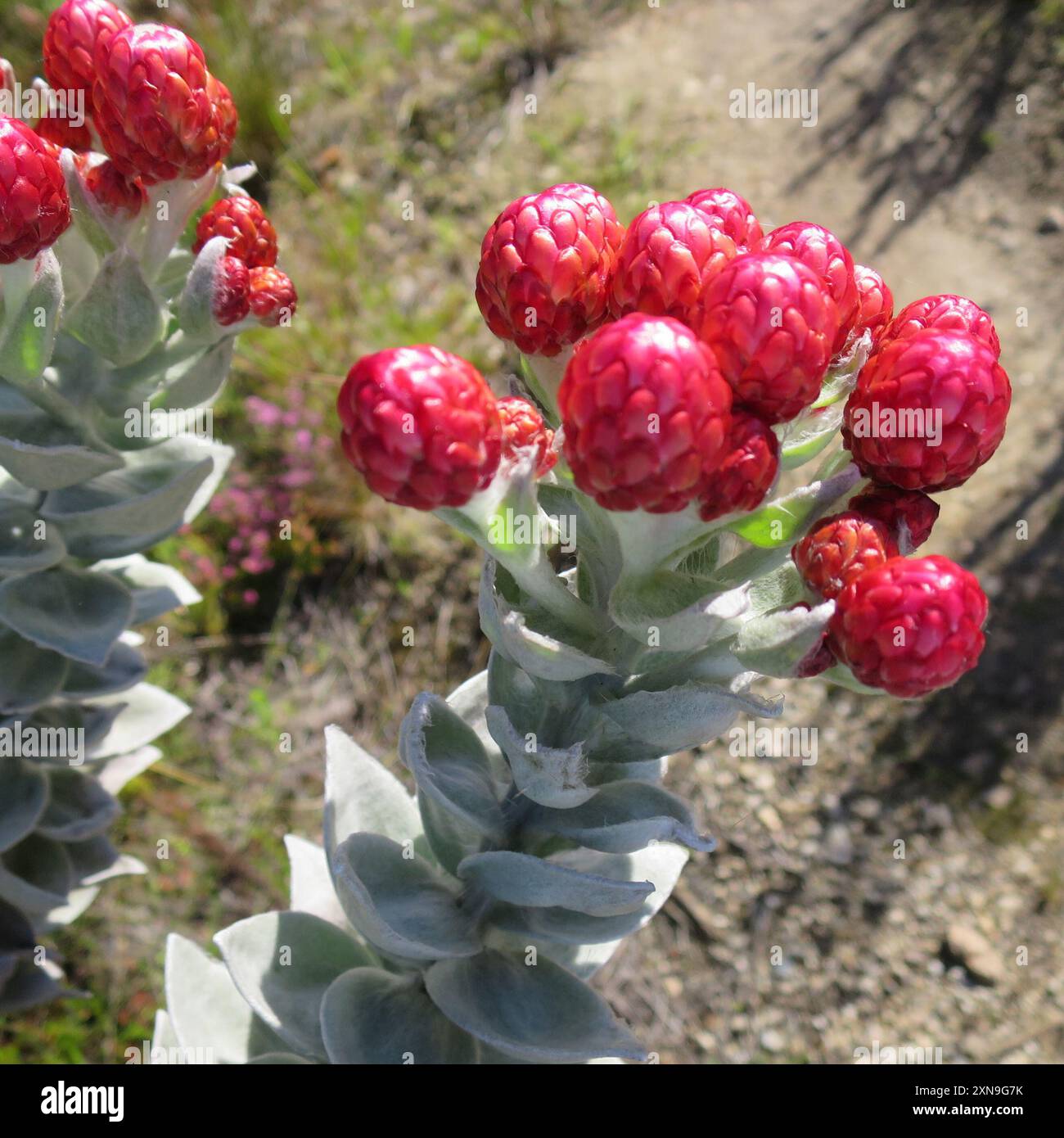 Strawberry Sewejaartjie (Syncarpha eximia) Plantae Stock Photo - Alamy