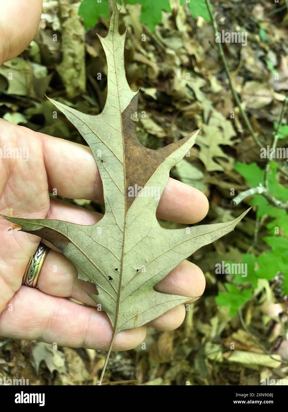 cherrybark oak (Quercus pagoda) Plantae Stock Photo - Alamy