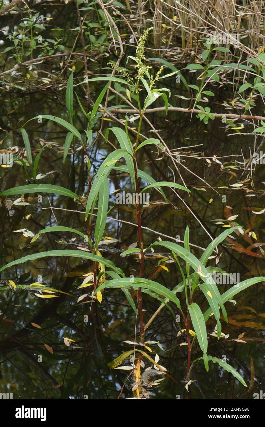 swamp dock (Rumex verticillatus) Plantae Stock Photo - Alamy